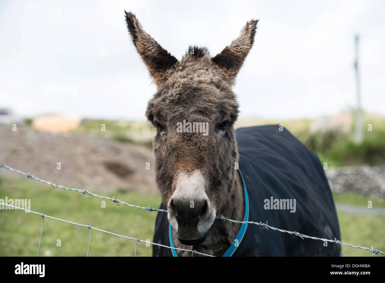 Donkey with a blanket behind a fence, Dingle Peninsula, County Kerry ...