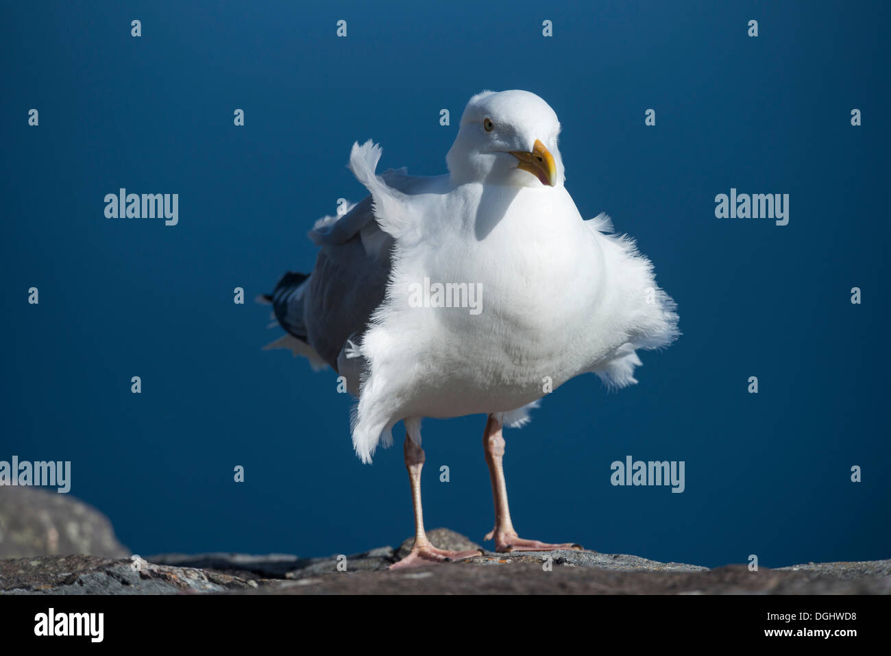 Its feathers are entirely blue hi-res stock photography and images - Alamy