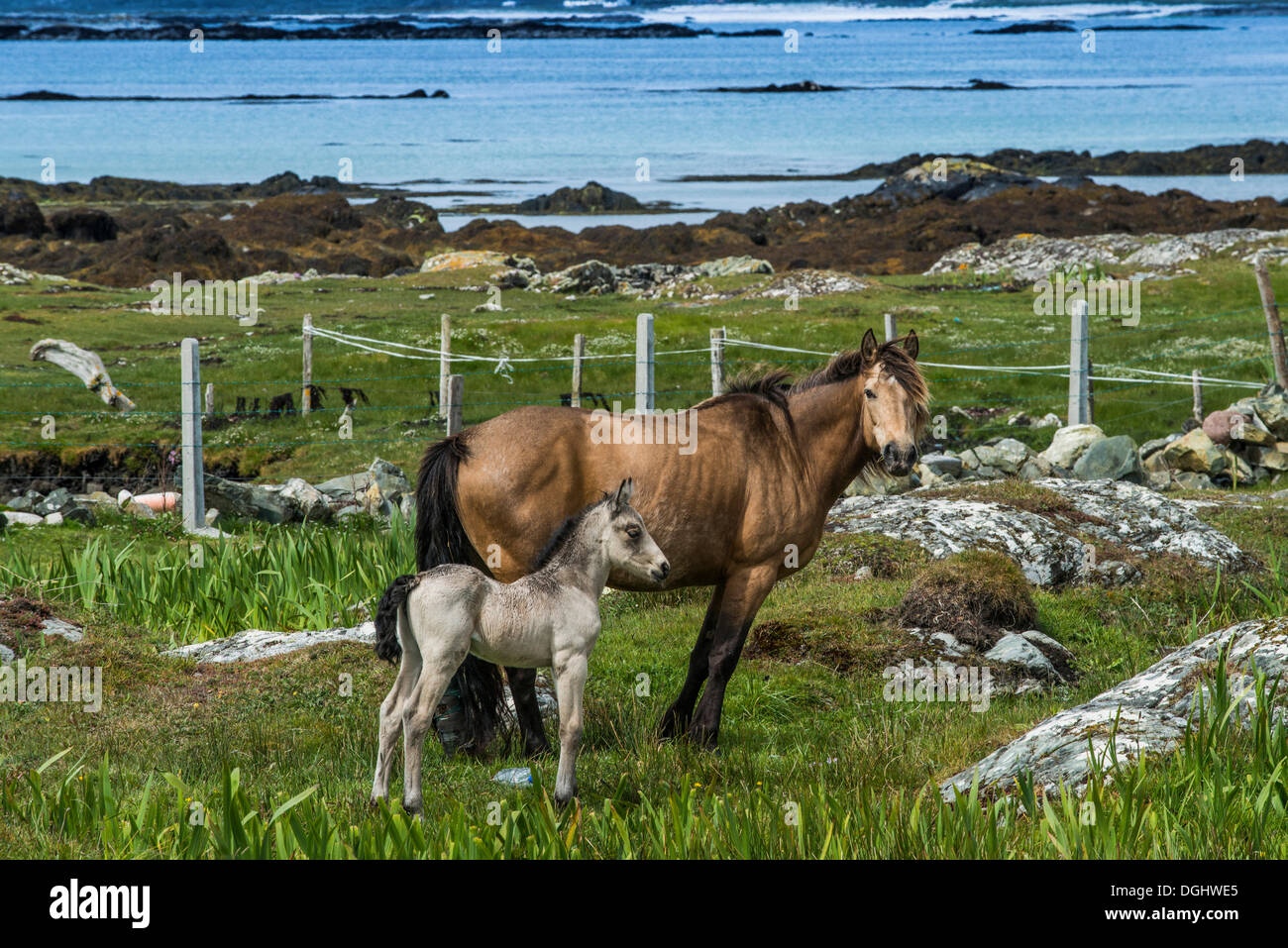 Mare with a foal, horses in a paddock on the coast, Connemara, Ireland ...