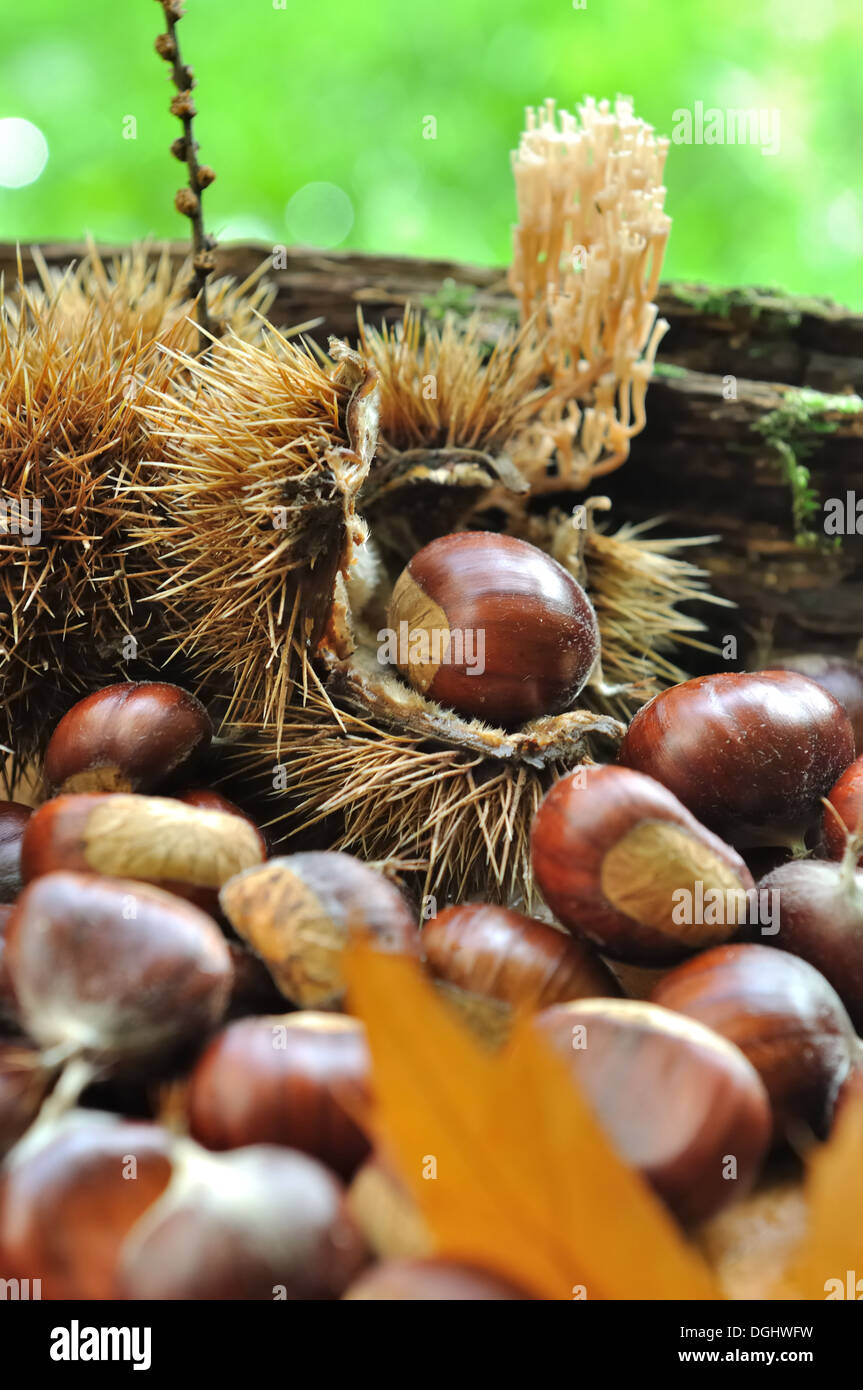 Prickly shell hi-res stock photography and images - Alamy