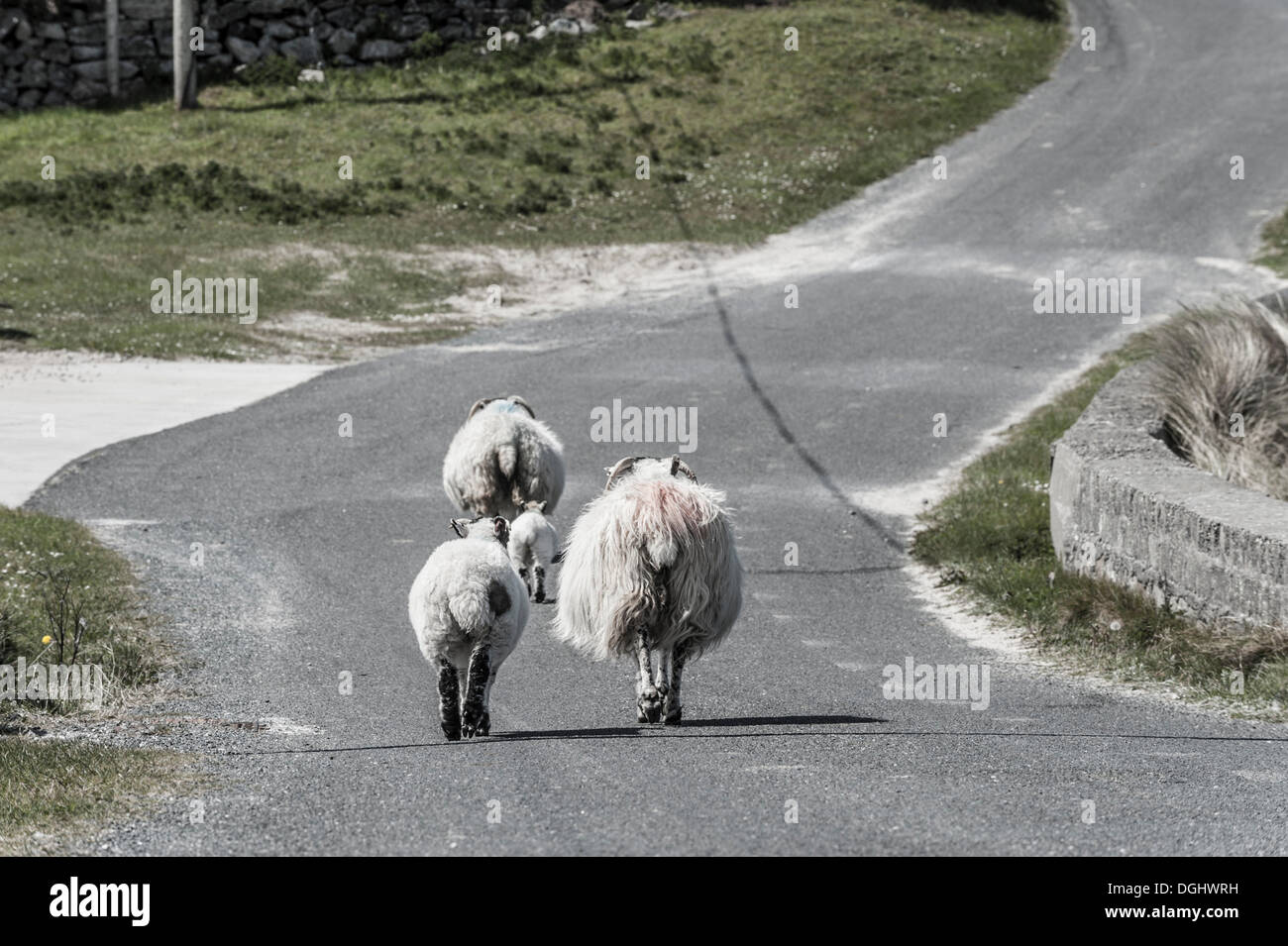 Four sheep ireland hi-res stock photography and images - Alamy