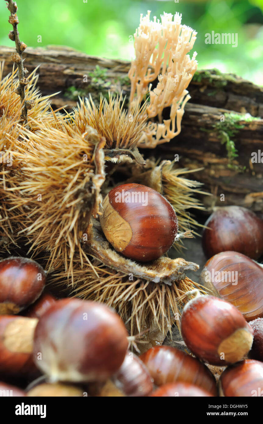 close on a chestnut in a prickly shell Stock Photo - Alamy