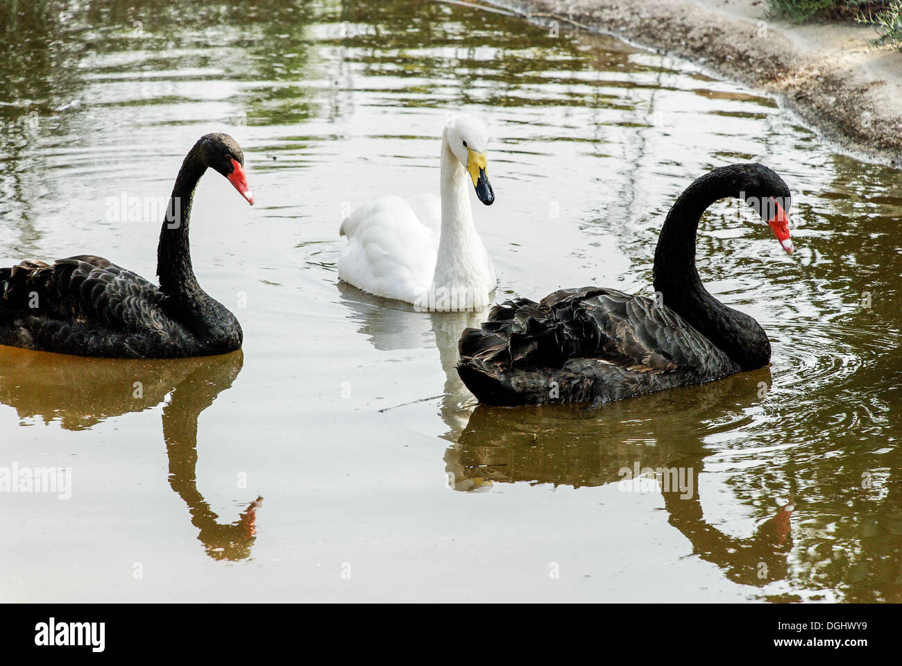 Three Swans in a pond Stock Photo - Alamy