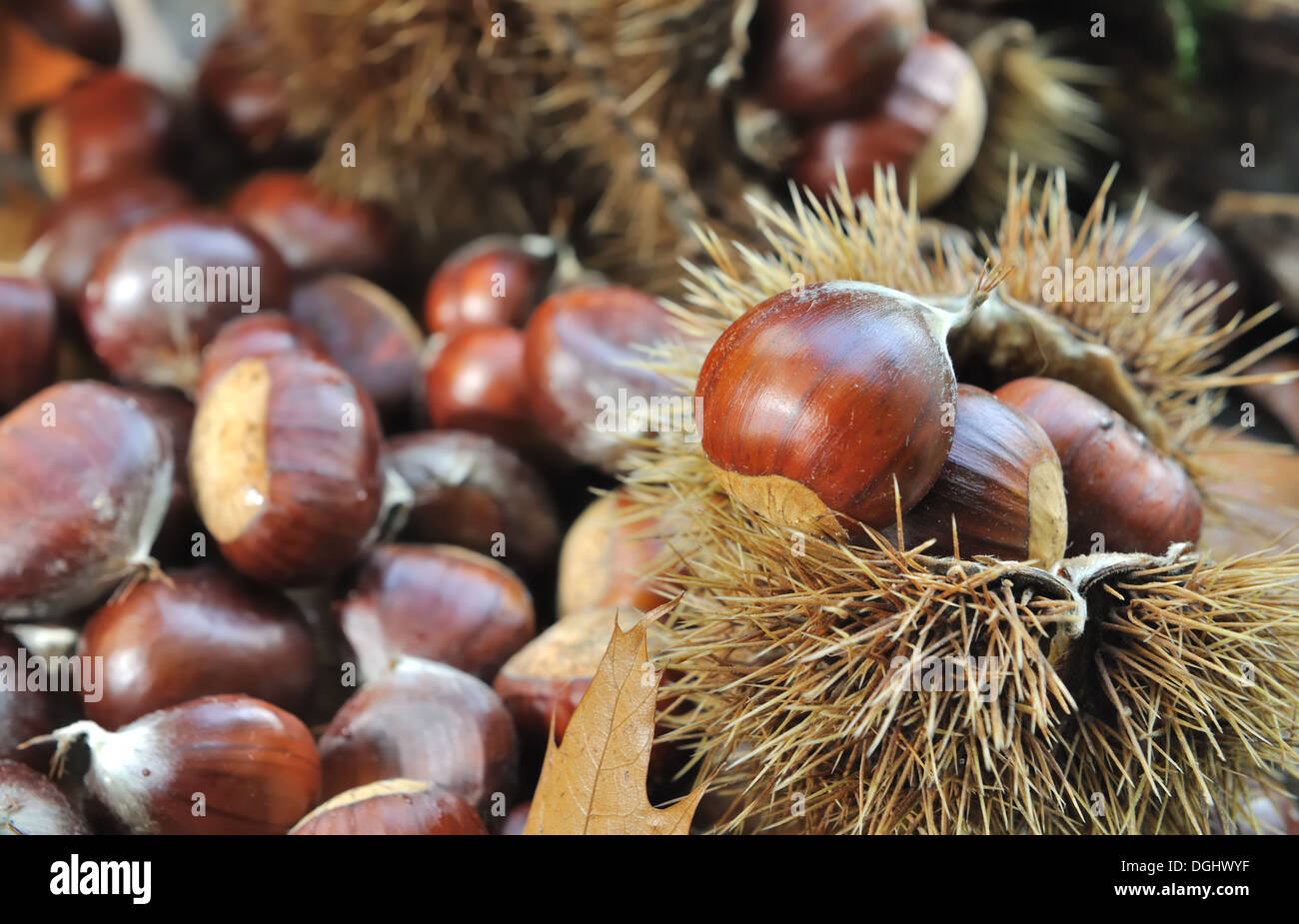 close on chestnuts in a prickly shell Stock Photo - Alamy