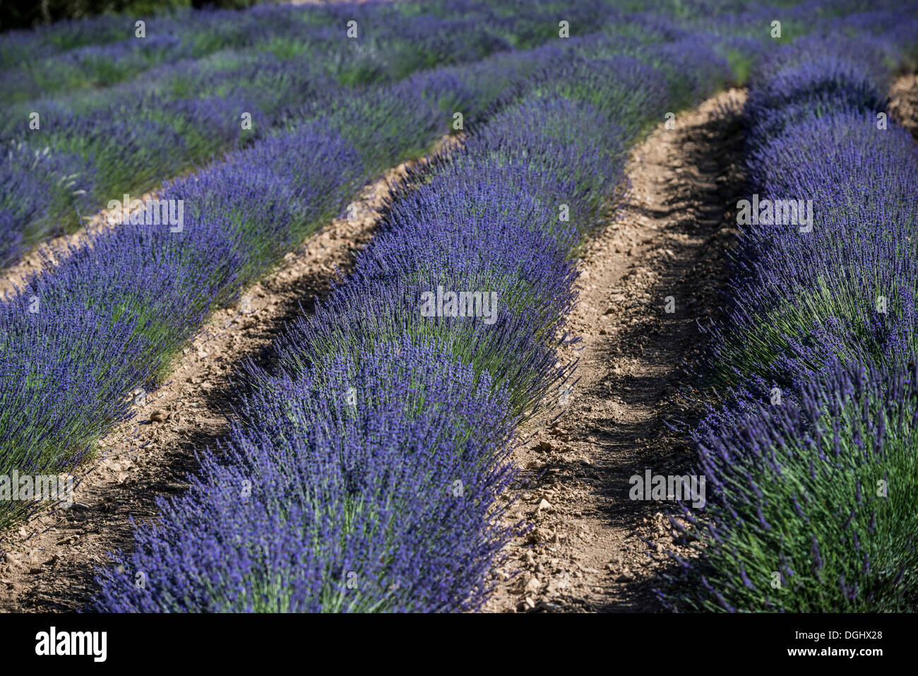 Lavender field (Lavandula angustifolia), Provence, Provence-Alpes-Cote ...