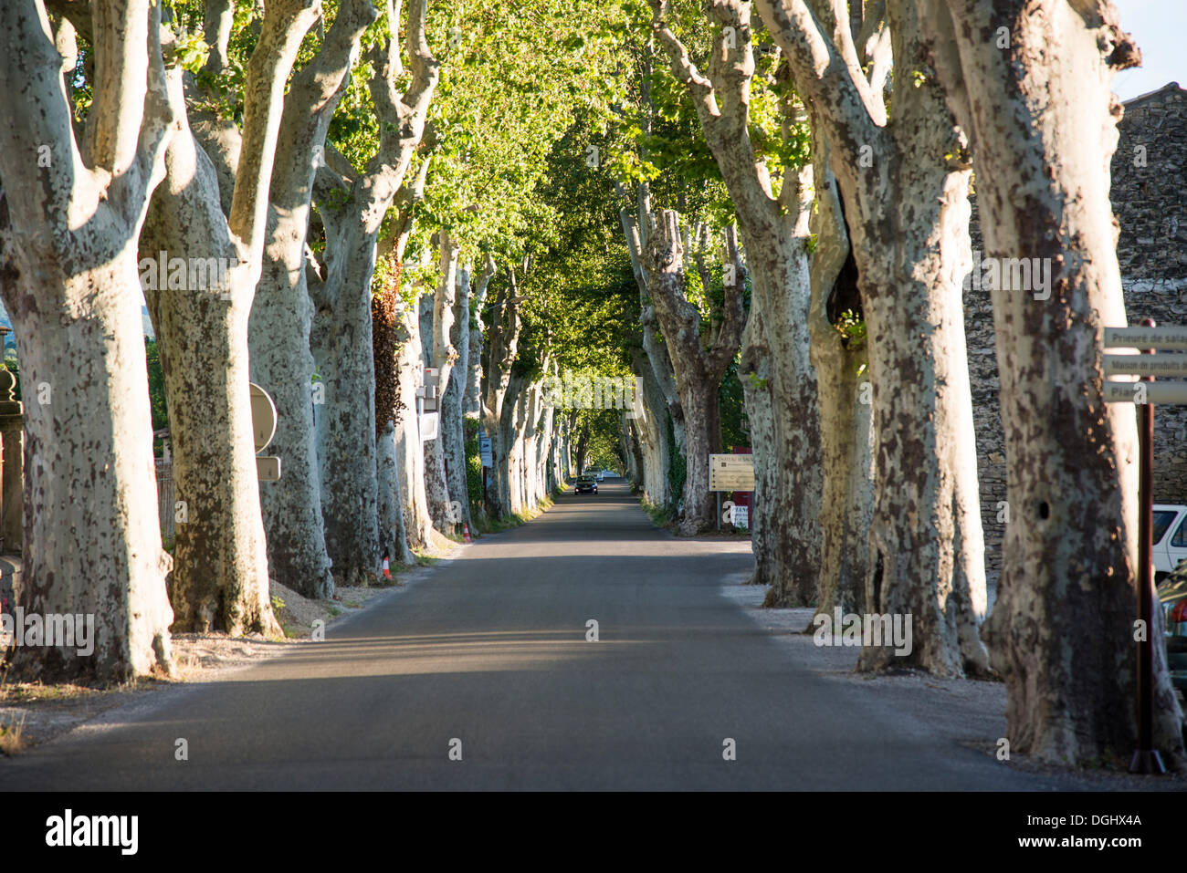 Plane tree avenue, Provence, Provence-Alpes-Côte d'Azur, France, Europe ...