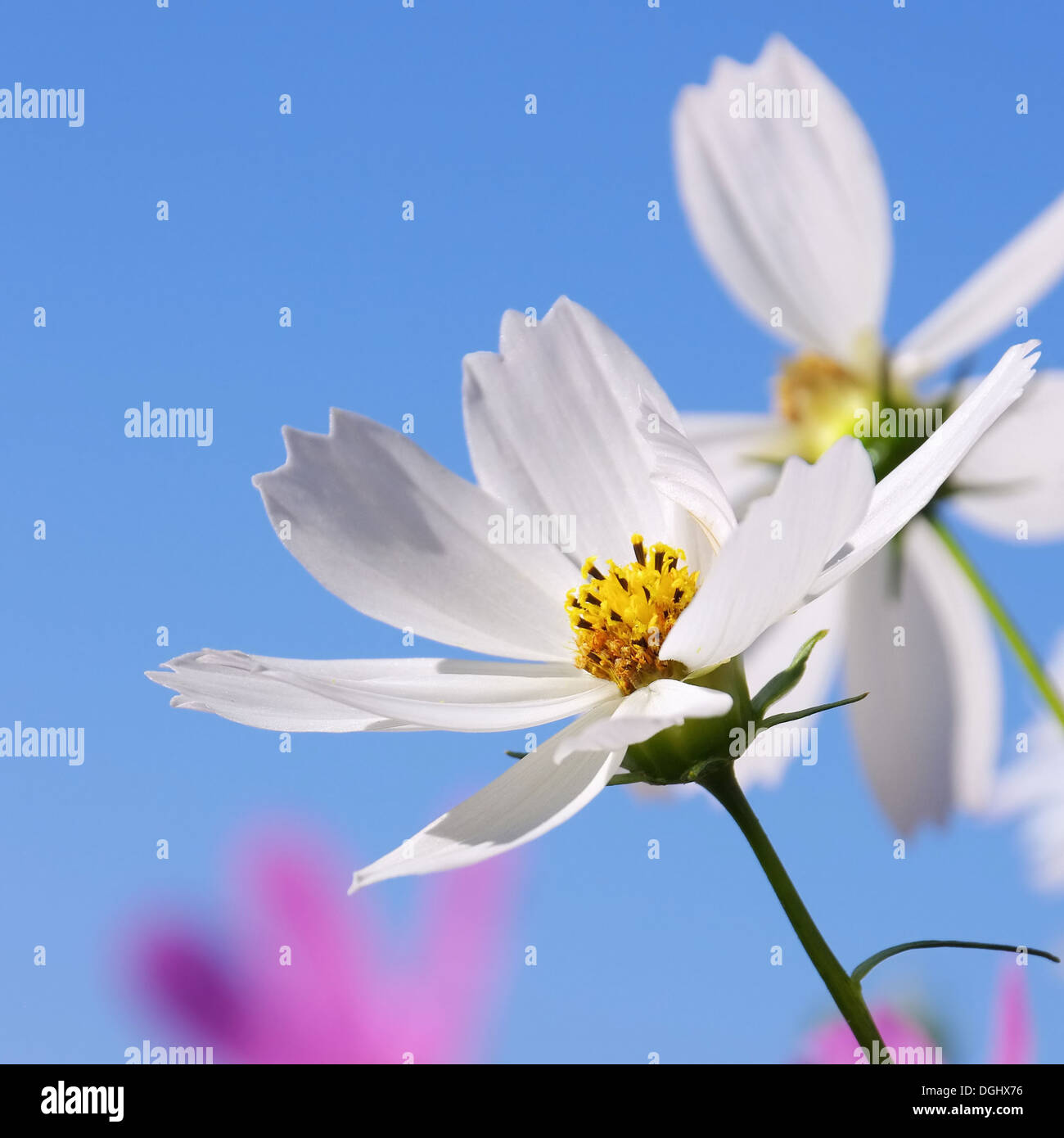 Cosmos cosmea bipinnata hi-res stock photography and images - Alamy