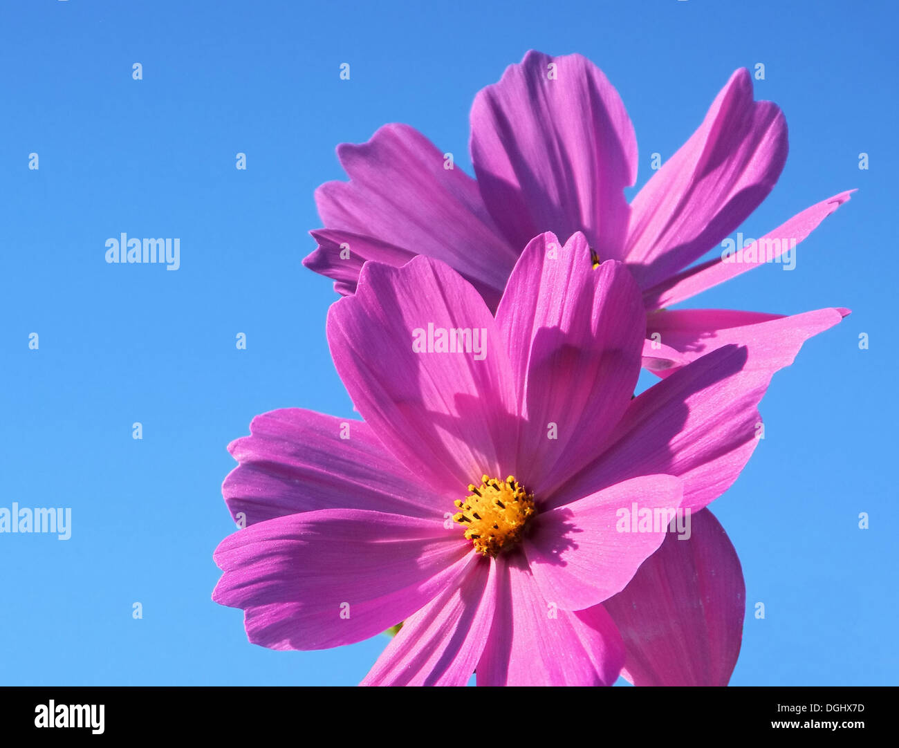 Cosmea bipinnata hi-res stock photography and images - Alamy