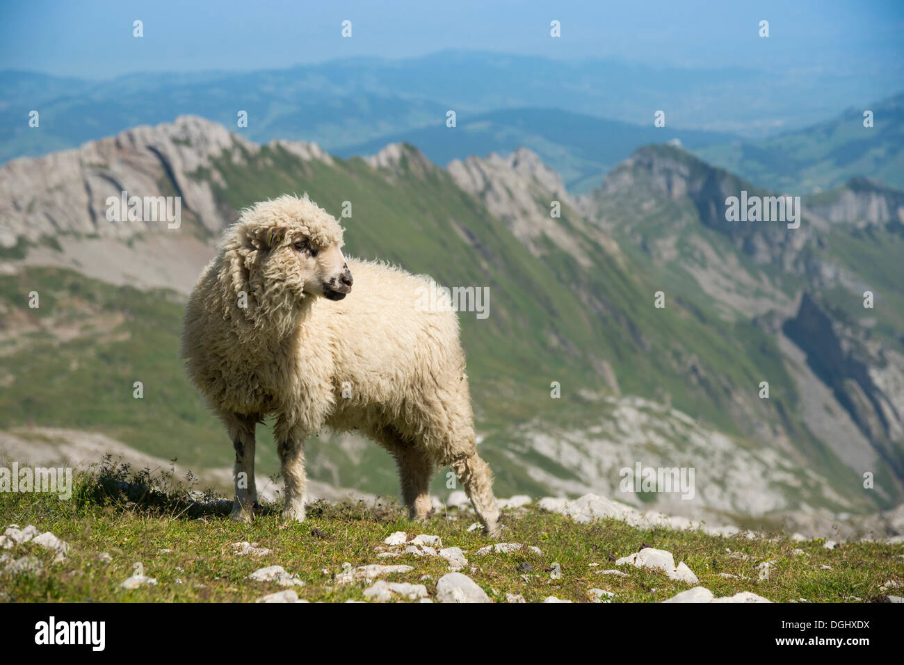 Sheep in the Alps, on Saentis Mountain, Saentis, Urnäsch, Canton of ...