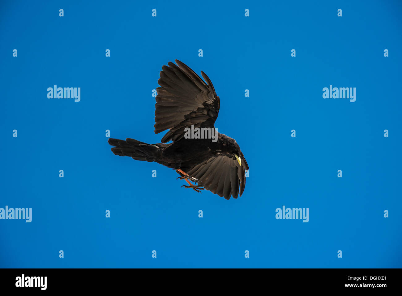 Alpine Chough or Yellow-billed Chough (Pyrrhocorax graculus) in flight ...
