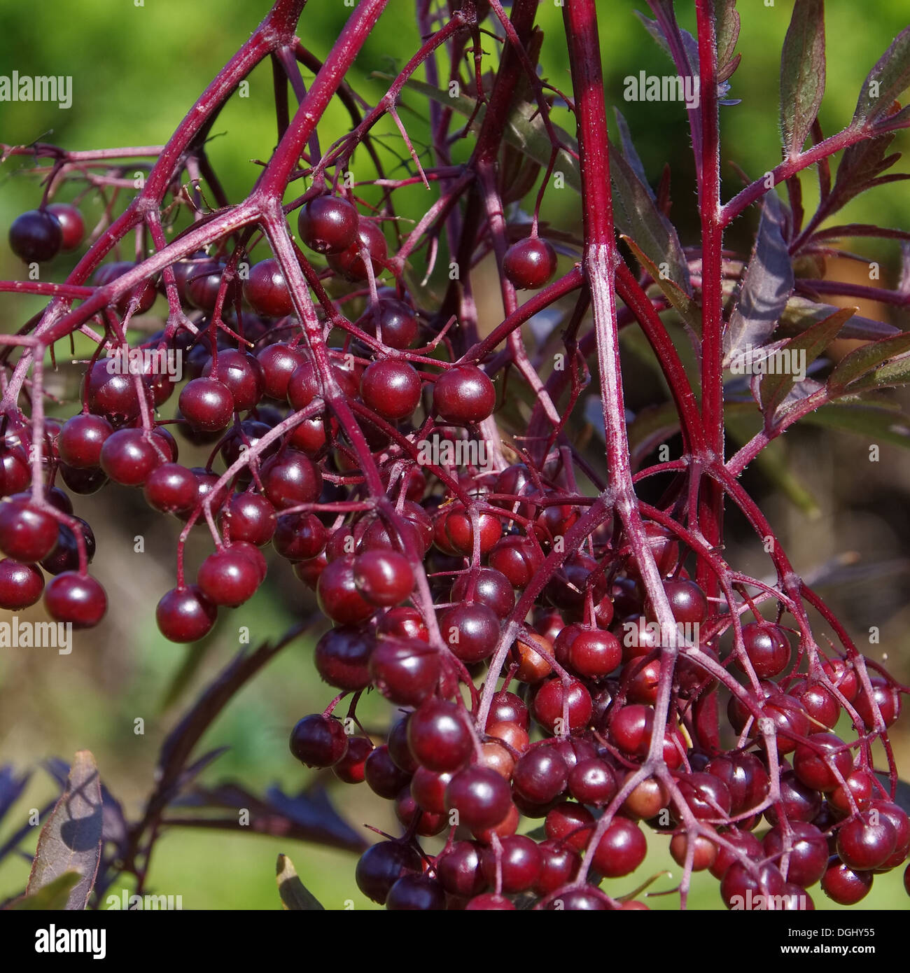 Holunder Beere High Resolution Stock Photography and Images - Alamy