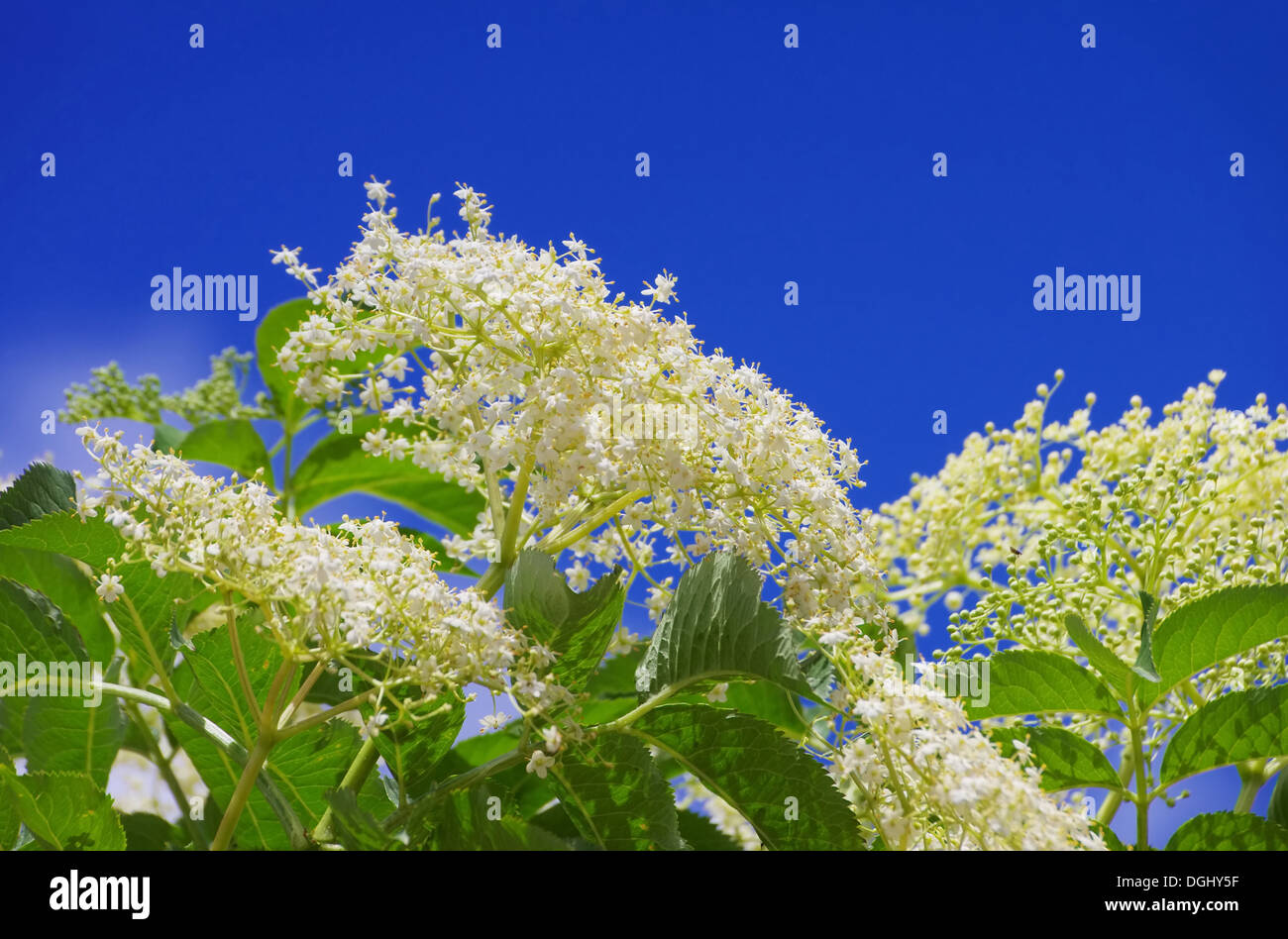 Holunder Strauch High Resolution Stock Photography and Images - Alamy