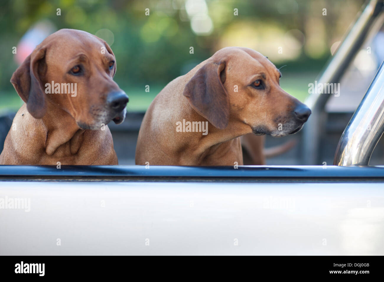 Two dogs in pick up truck Stock Photo - Alamy