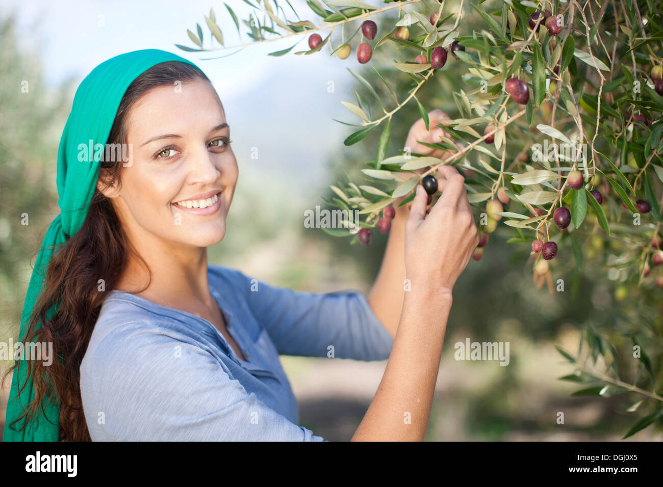 Woman picking olives in olive grove, portrait Stock Photo - Alamy