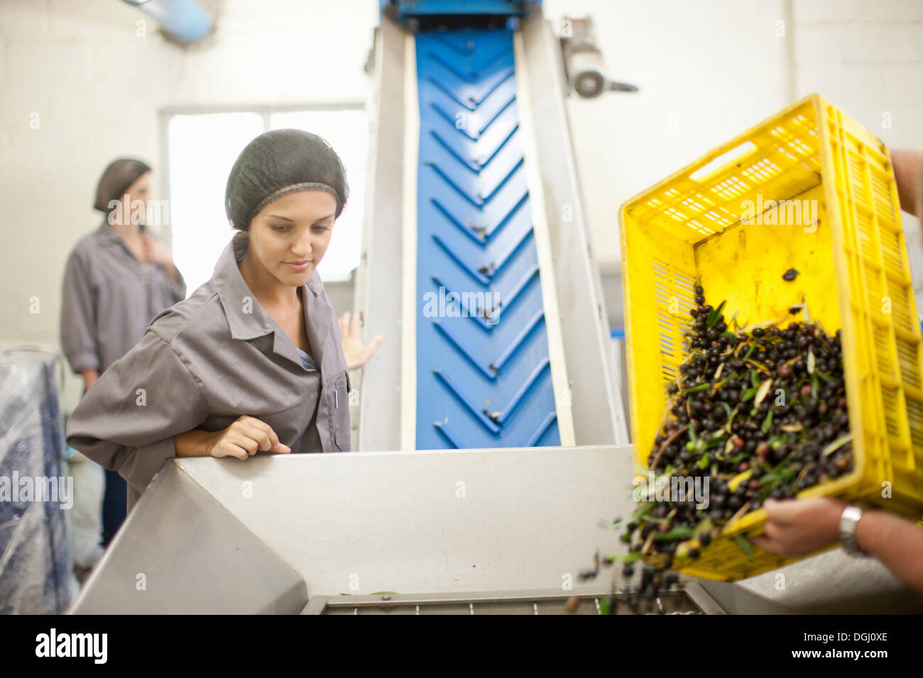 Pouring crate of olives onto conveyor belt Stock Photo - Alamy
