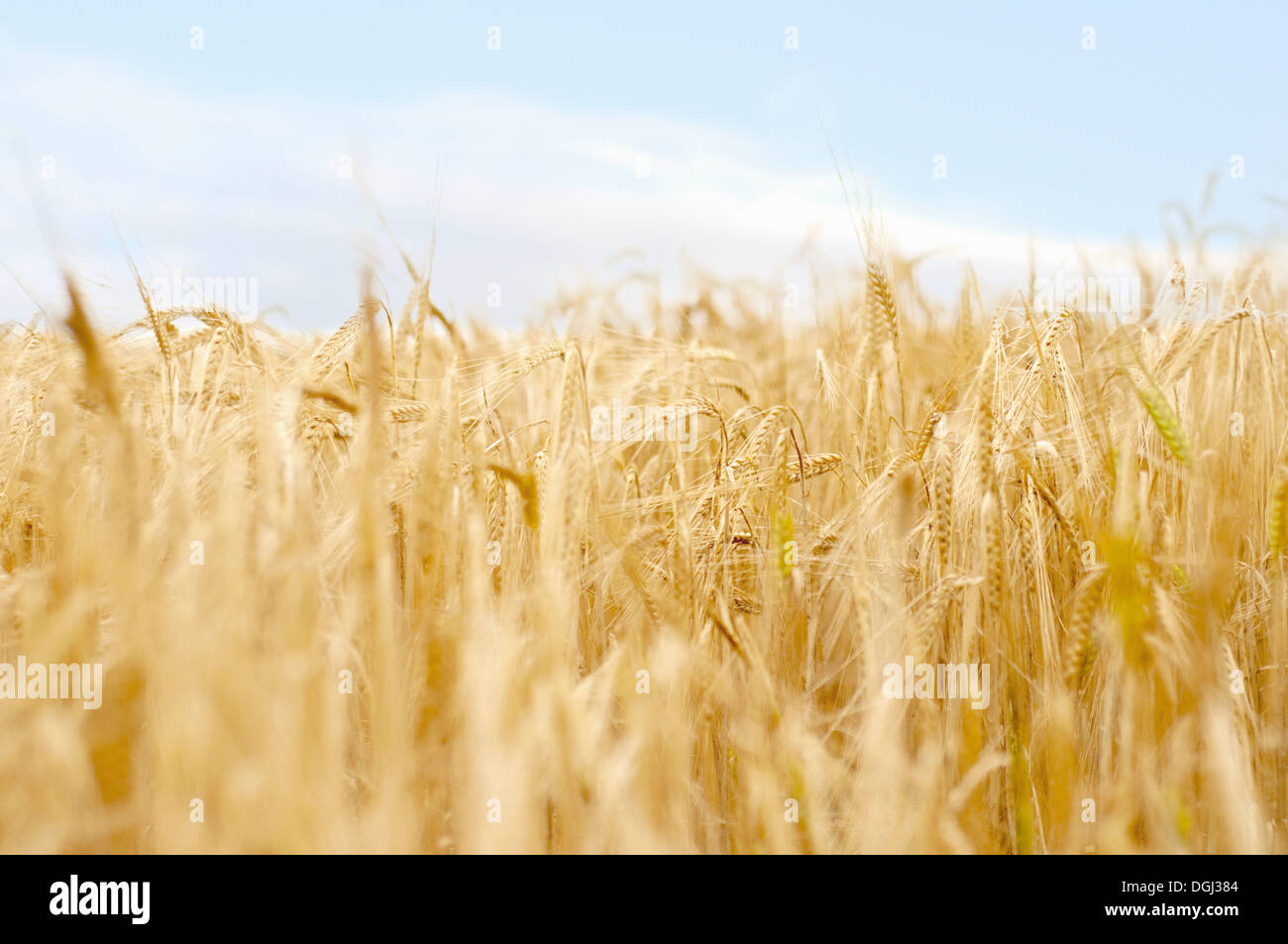 Corn field, close up Stock Photo - Alamy