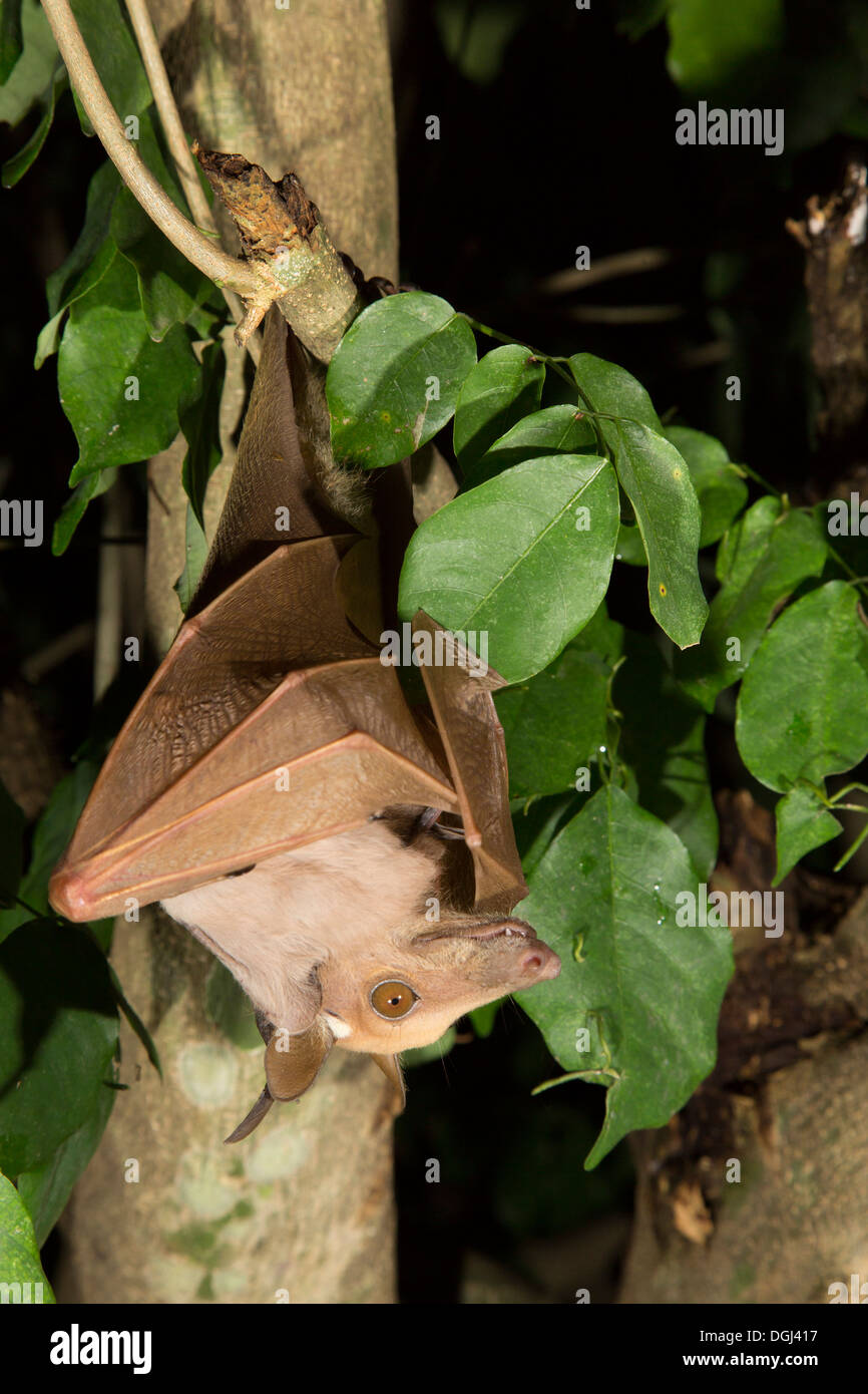 Gambian epauletted fruit bat (Epomophorus gambianus) hanging in a tree ...