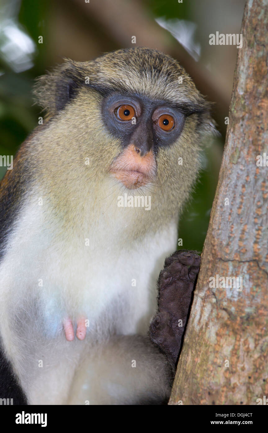 Mona monkey (Cercopithecus mona) in a tree, Ghana Stock Photo - Alamy
