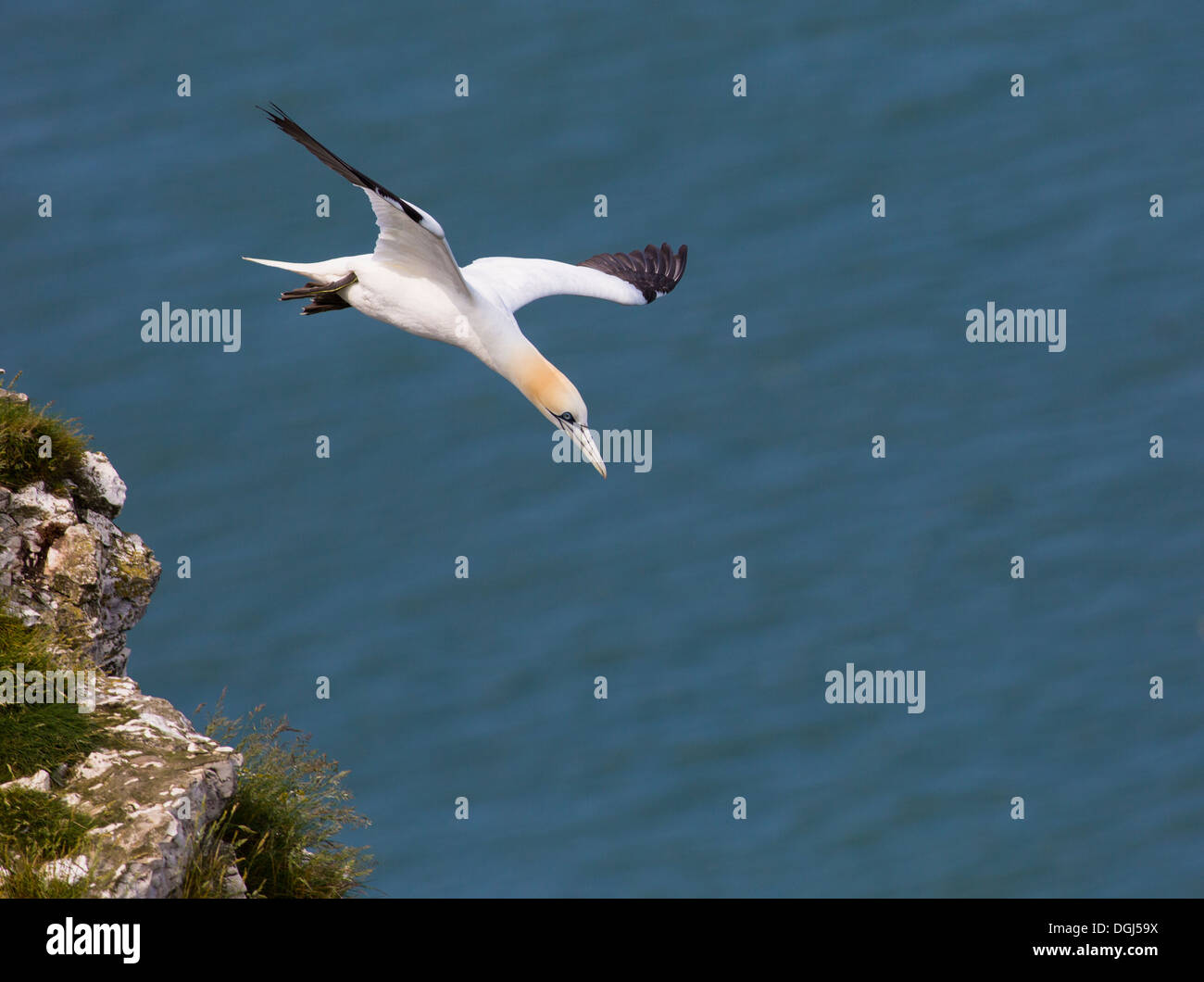 Flying over cliff sea birds hi-res stock photography and images - Alamy