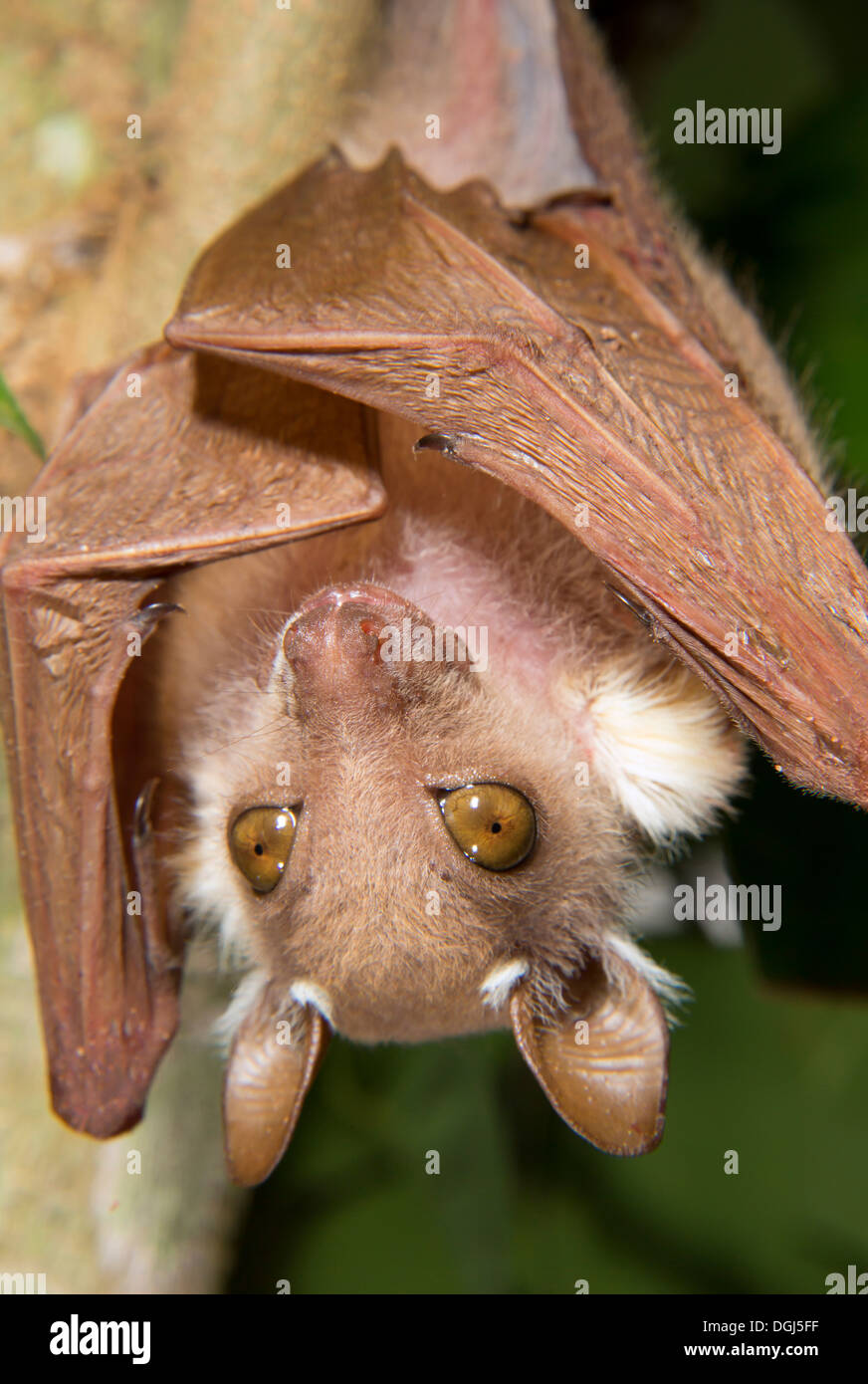 Dwarf Epauletted Bat