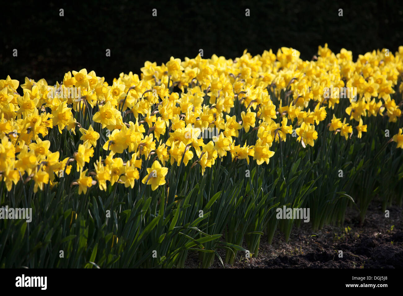 Yellow narcissus flower garden hi-res stock photography and images - Alamy
