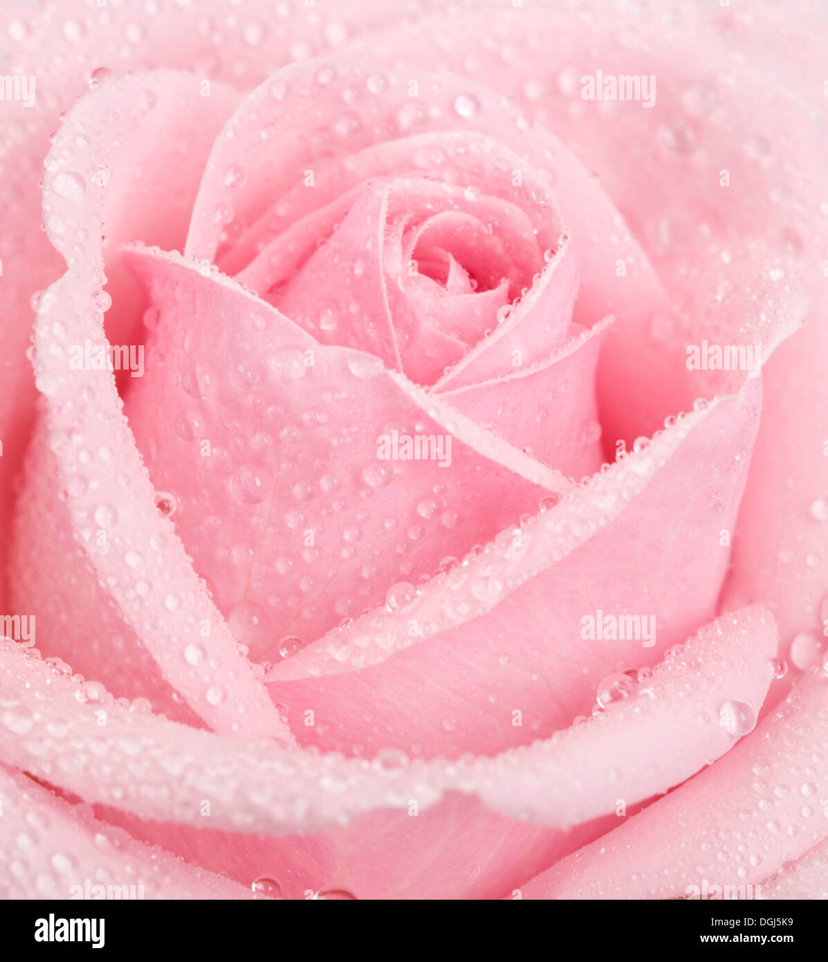Pink Roses With Water Drops