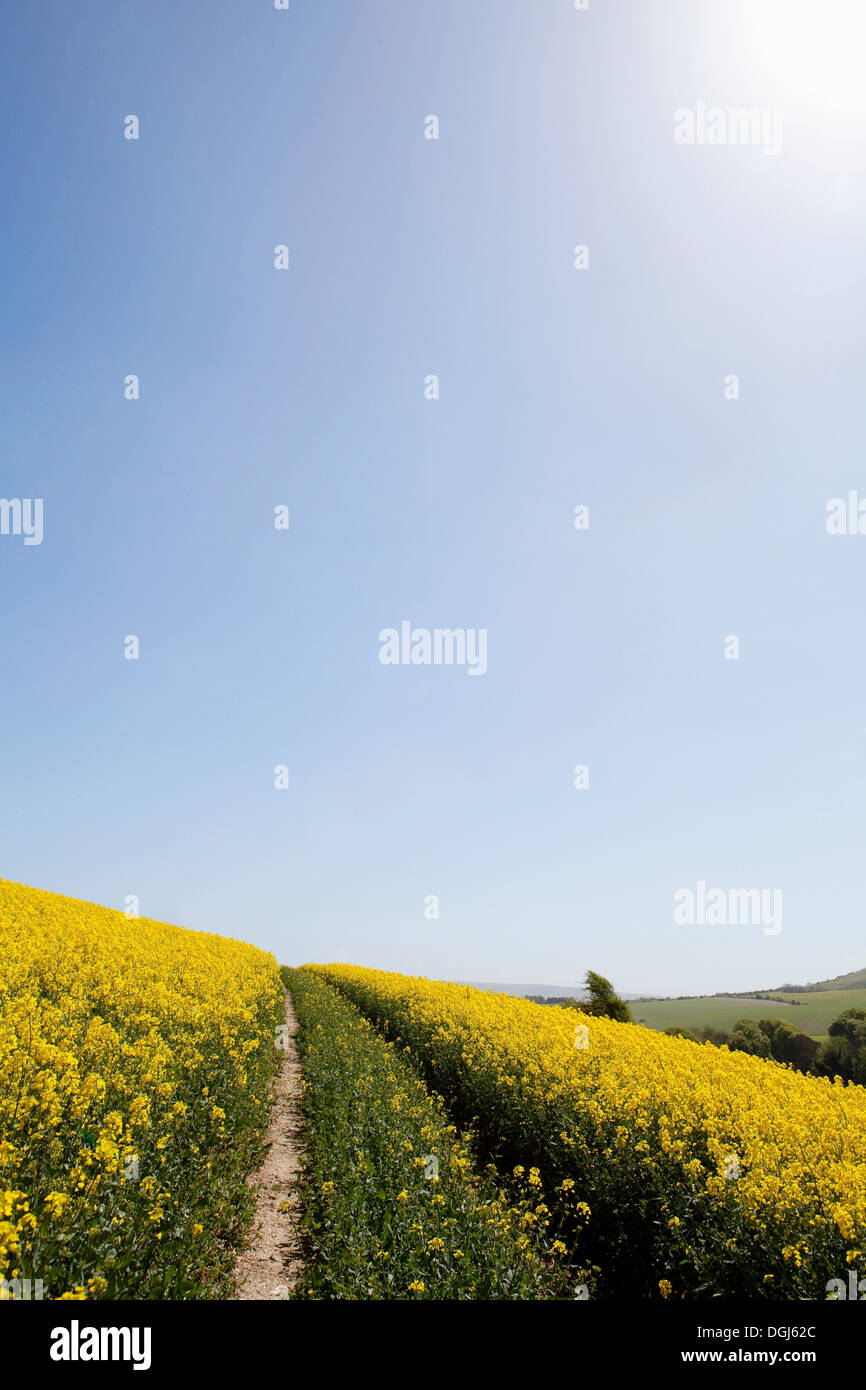 Shot long green field hi-res stock photography and images - Alamy