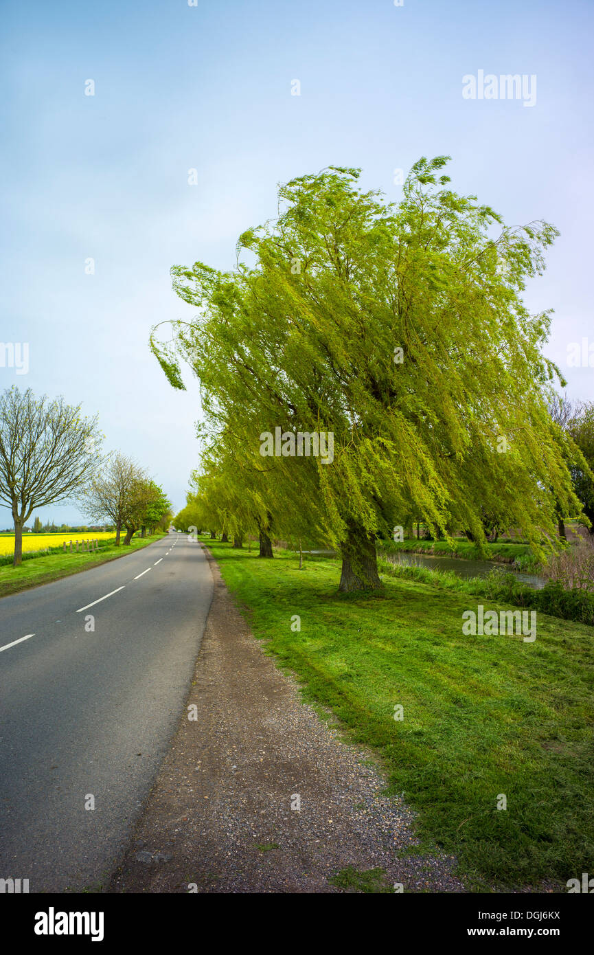 Willows hi-res stock photography and images - Alamy