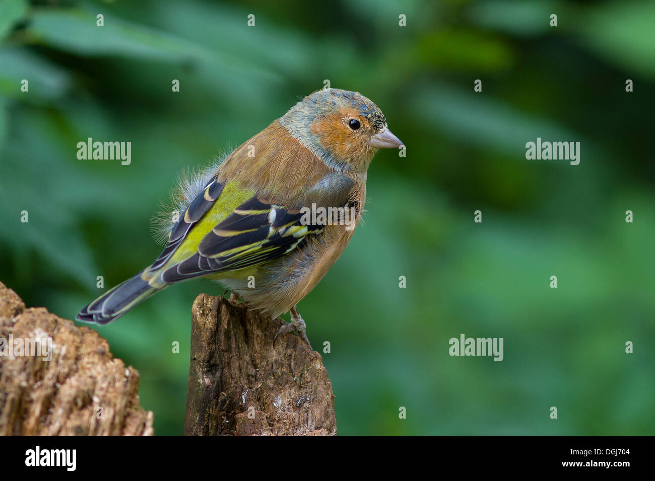 Juvenile chaffinch hi-res stock photography and images - Alamy