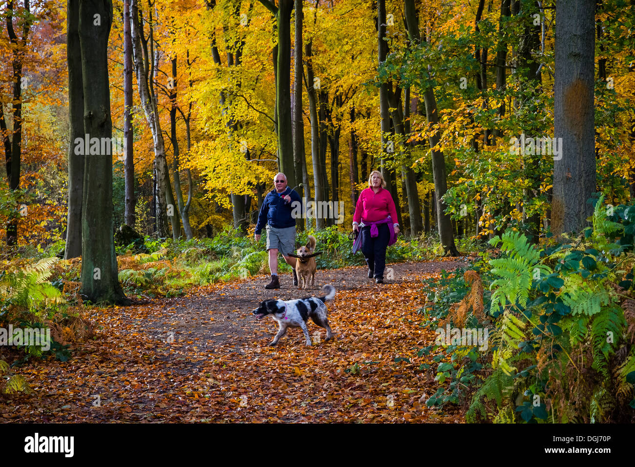 A couple walking dogs on a path through beech woodland in autumn Stock ...