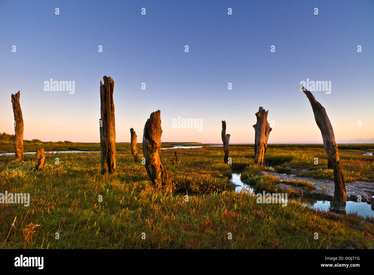 Thornham stumps on the North Norfolk coast at first light Stock Photo ...