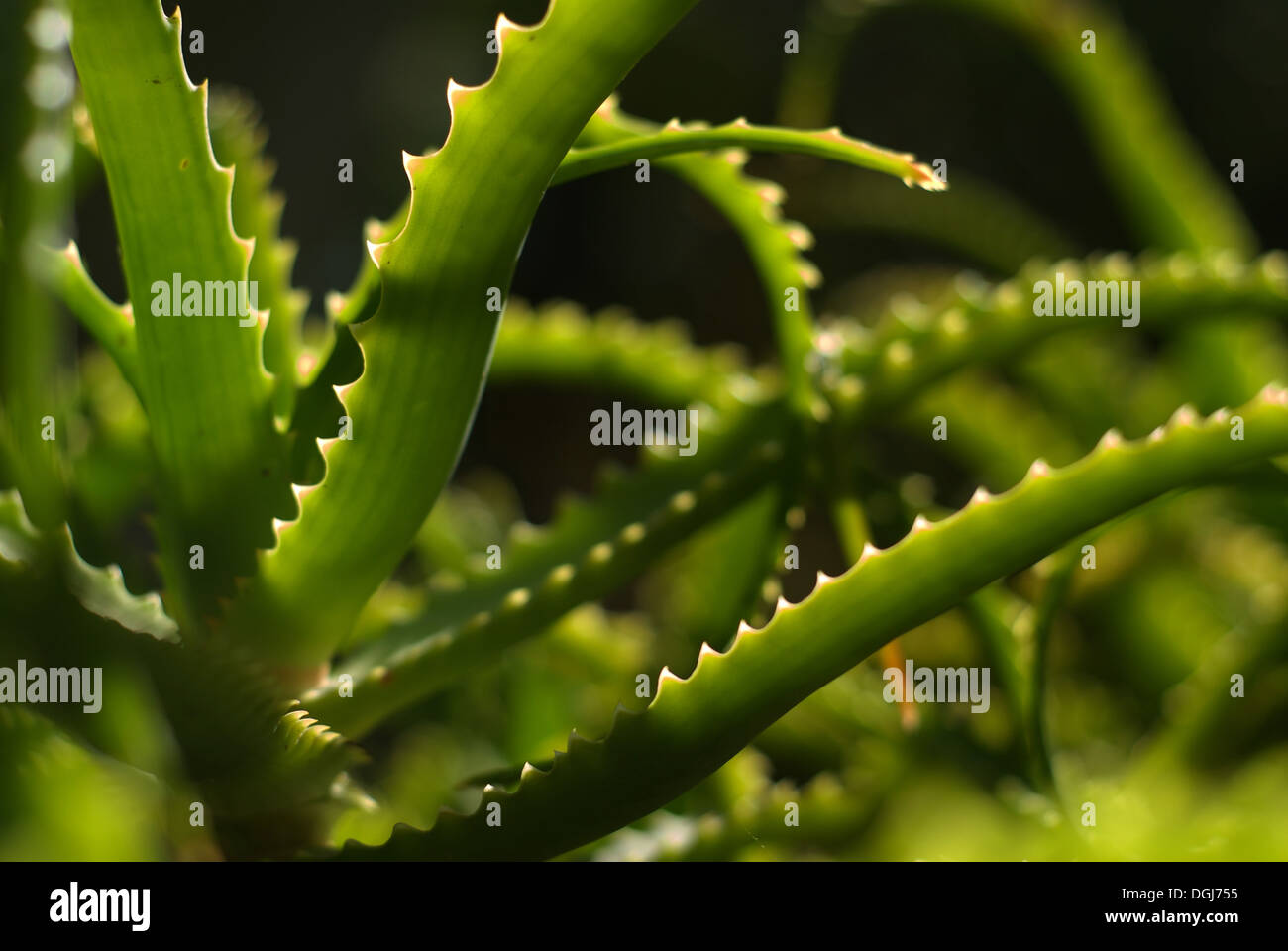 Flora of Ibiza, Spain Stock Photo - Alamy