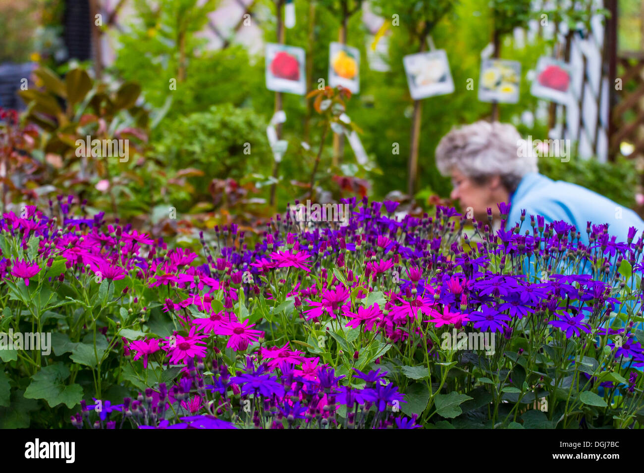 Range of colourful plants in a garden centre being examined by a female ...