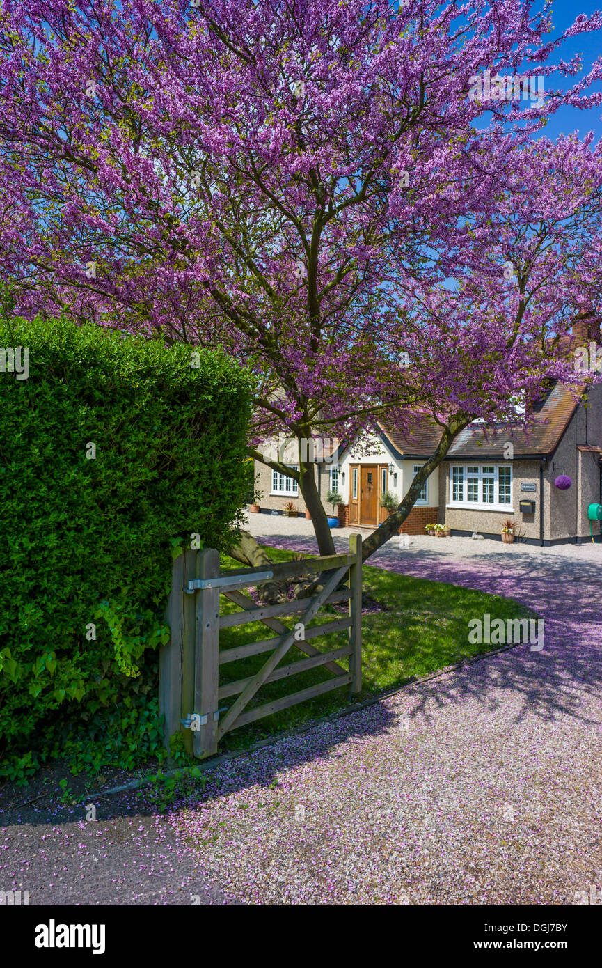 The judas tree hi-res stock photography and images - Alamy