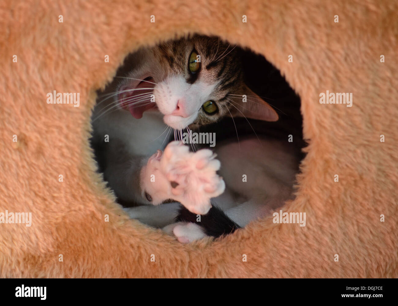 Cute kitten yawn hi-res stock photography and images - Alamy