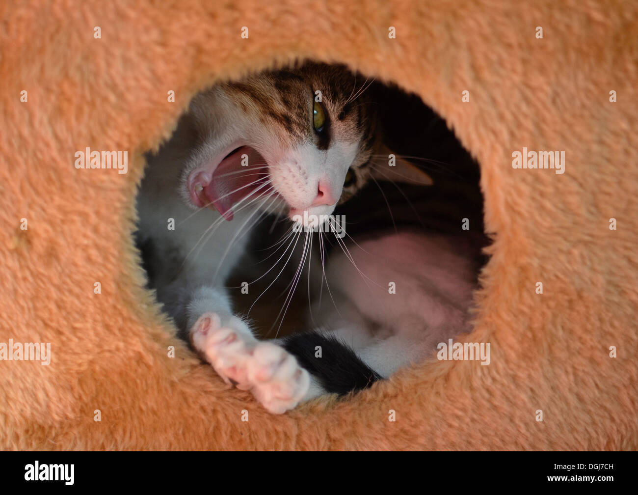 Cute kitten inside a box Stock Photo - Alamy