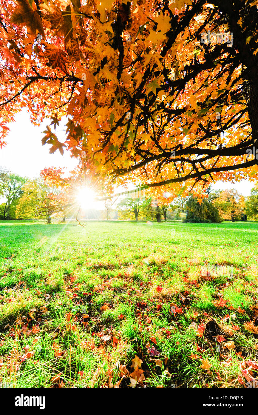 Red sweet gum tree hi-res stock photography and images - Alamy