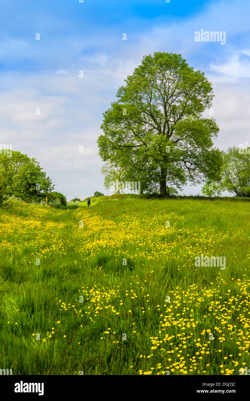 June landscapes uk hi-res stock photography and images - Alamy