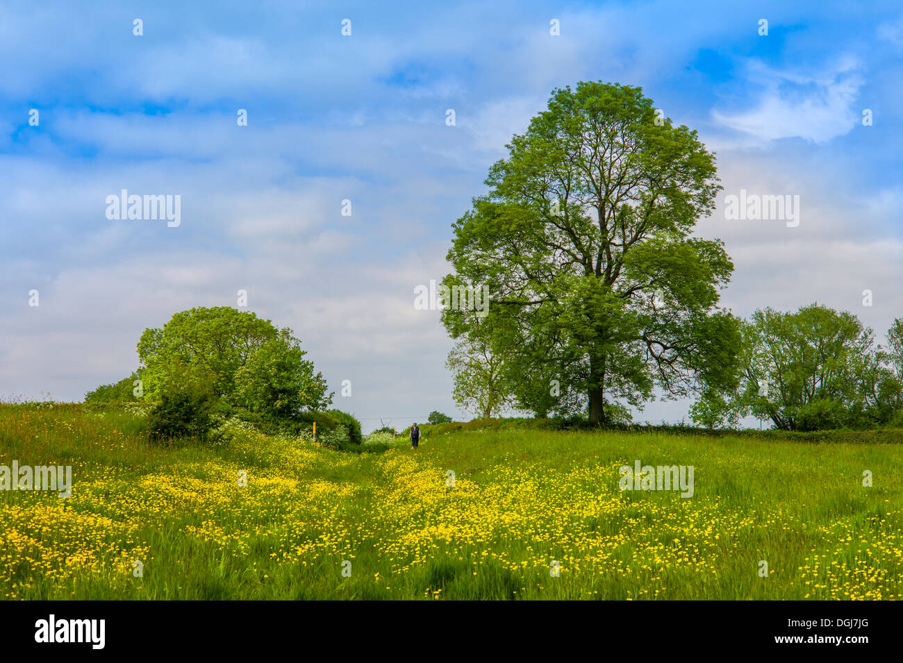 June landscapes uk hi-res stock photography and images - Alamy