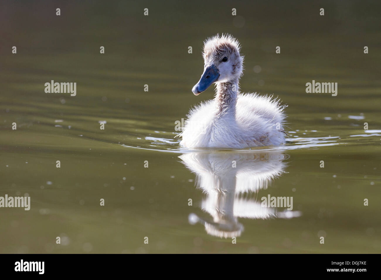 Cygnet hi-res stock photography and images - Alamy