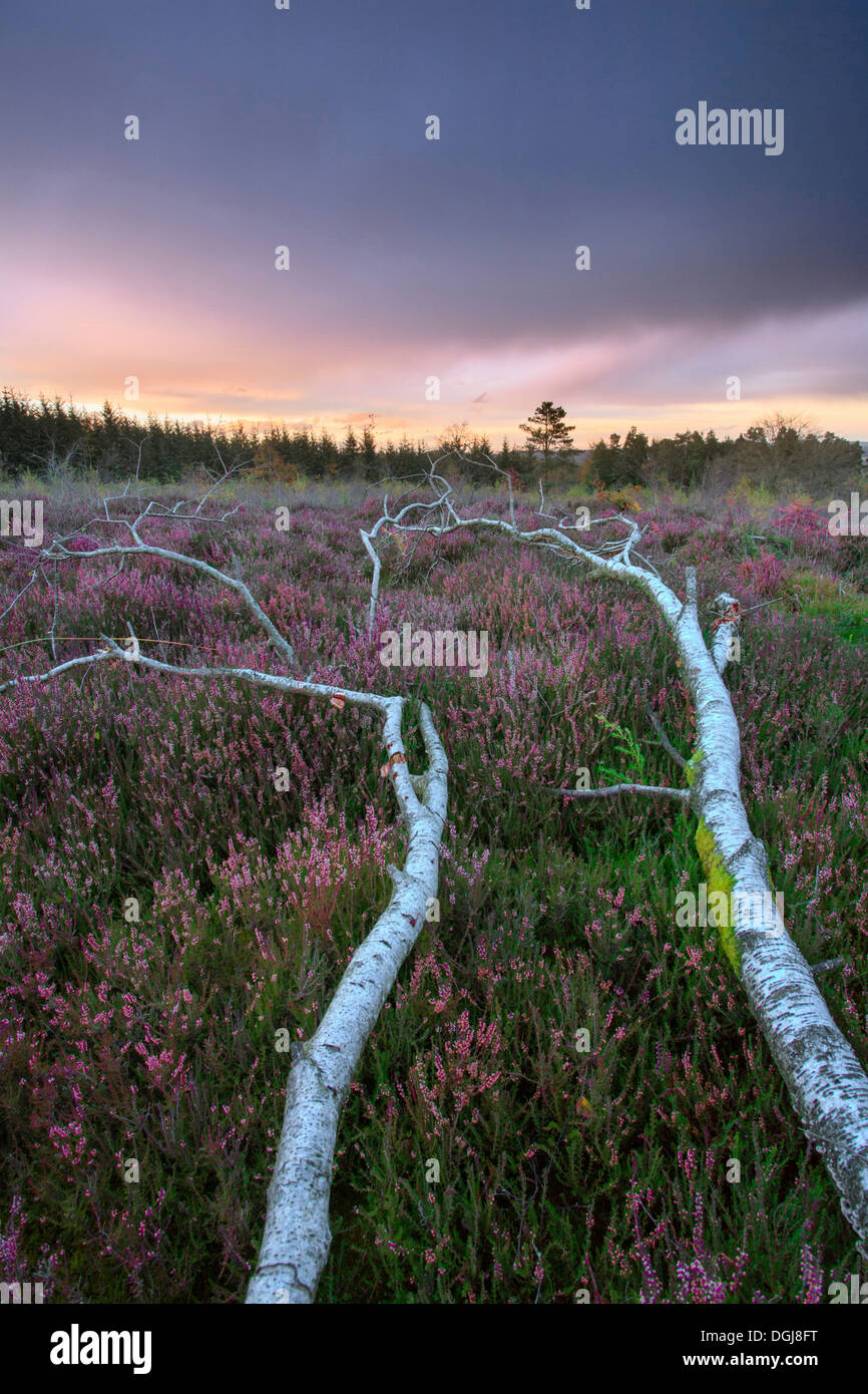 Fallen birch tree hi-res stock photography and images - Alamy