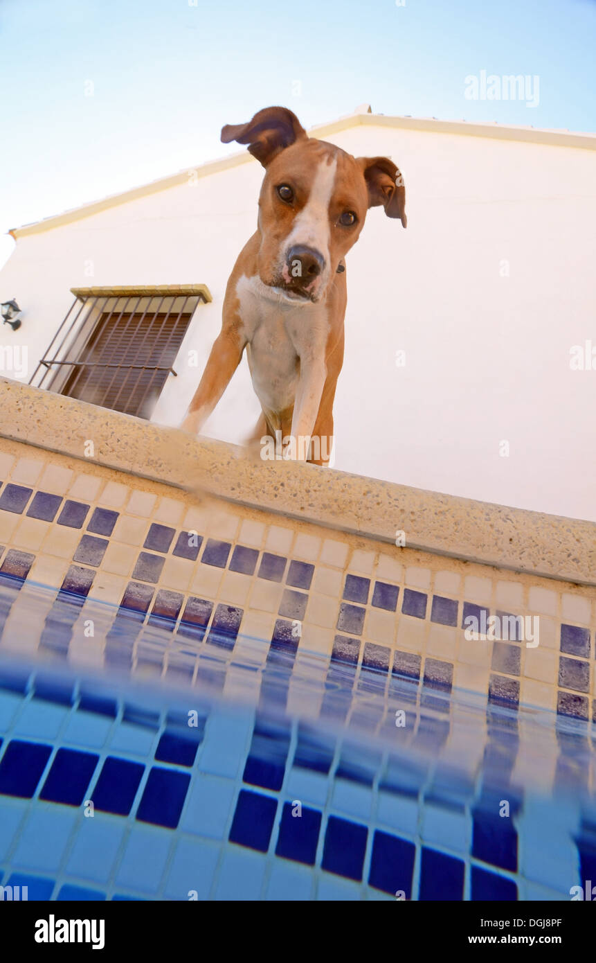 Dog looks at the swimming pool with fear Stock Photo - Alamy