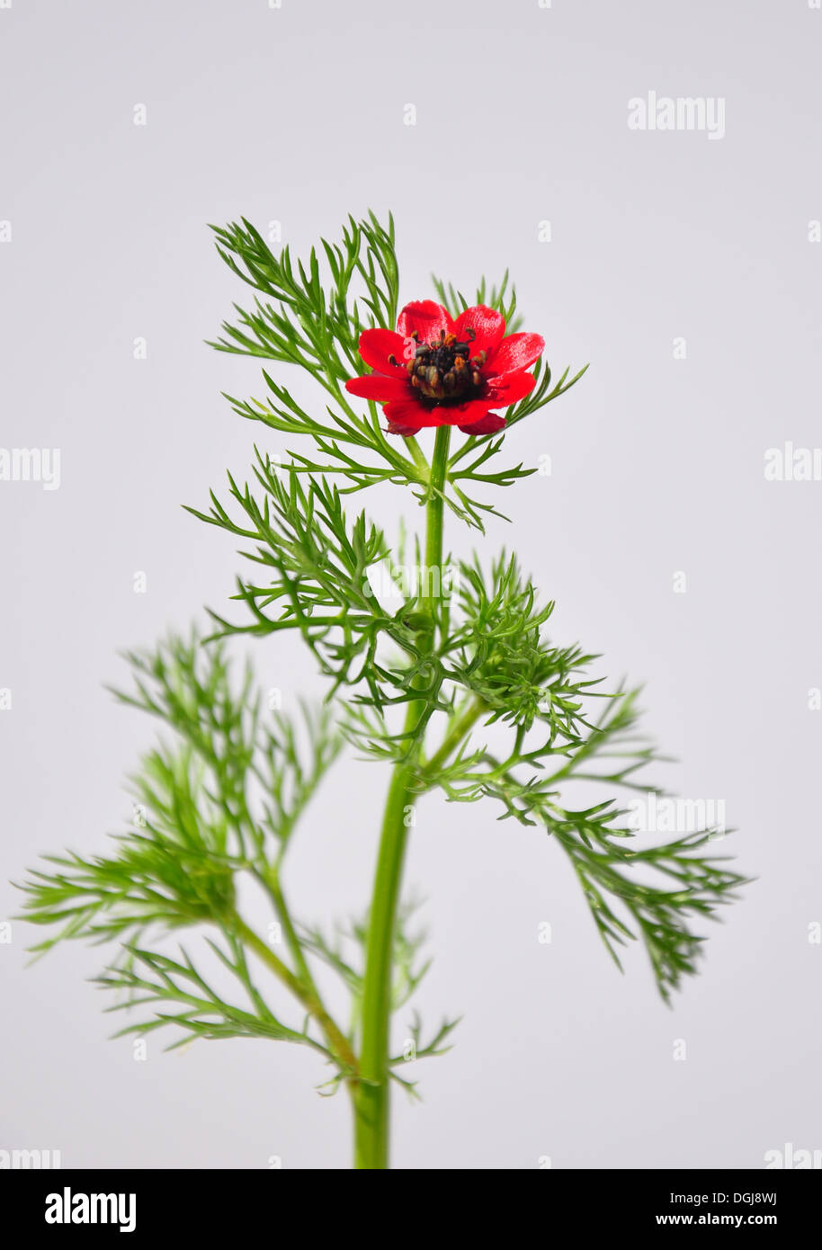 Pheasant's eye (Adonis flammea Stock Photo - Alamy