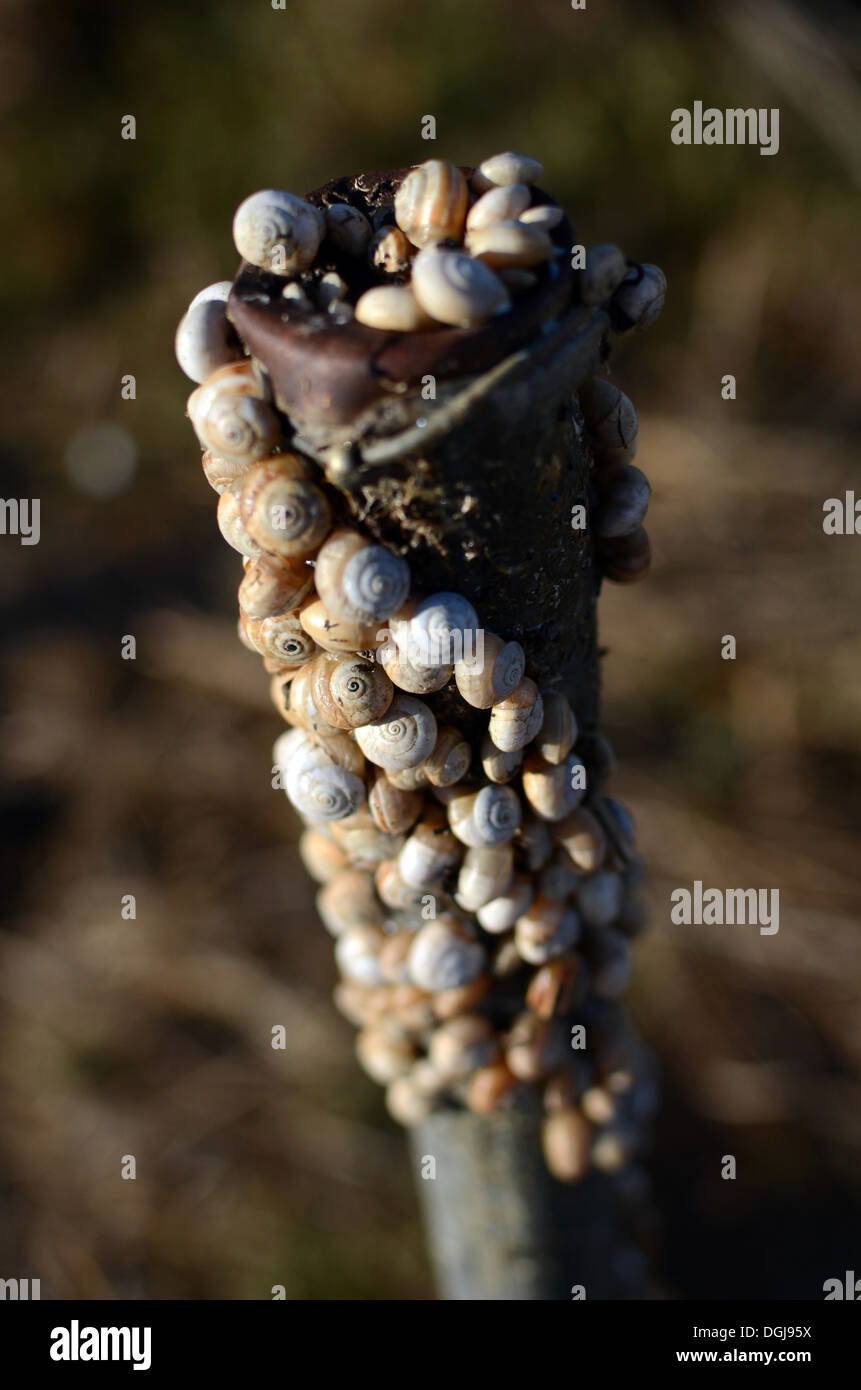 Group of Snails Stock Photo - Alamy