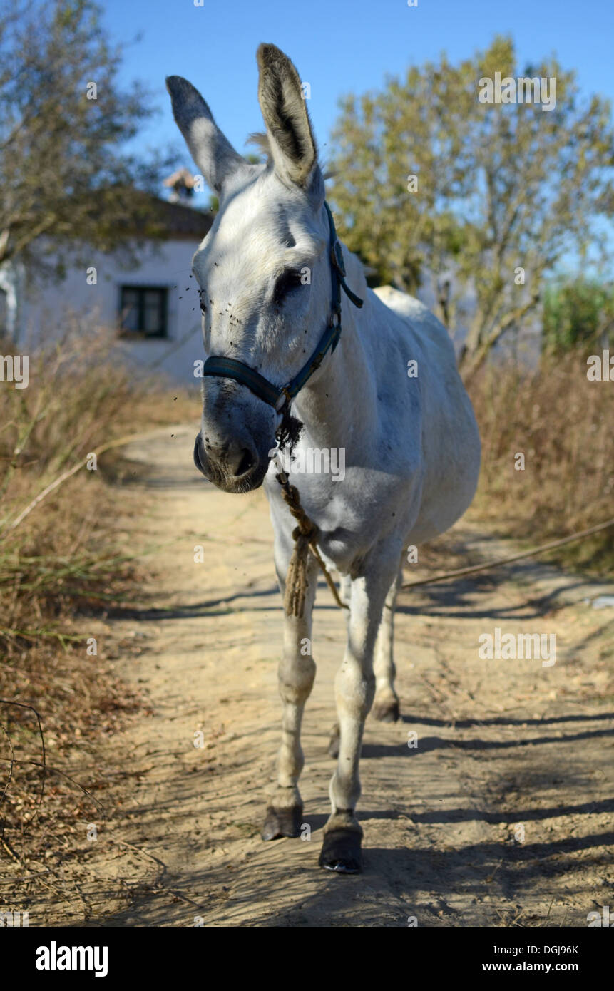 White mule hi-res stock photography and images - Alamy
