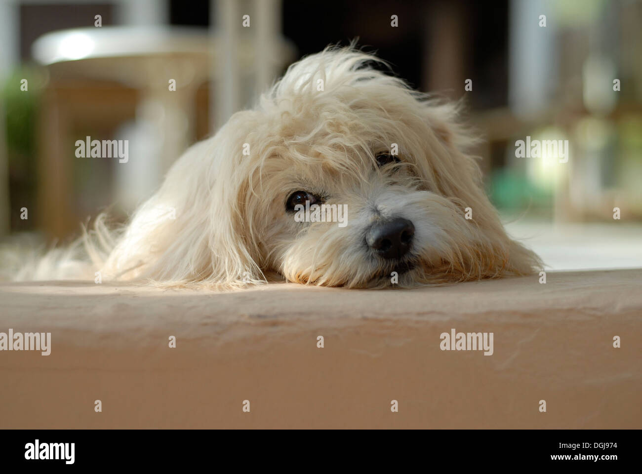Funny white dog resting Stock Photo - Alamy