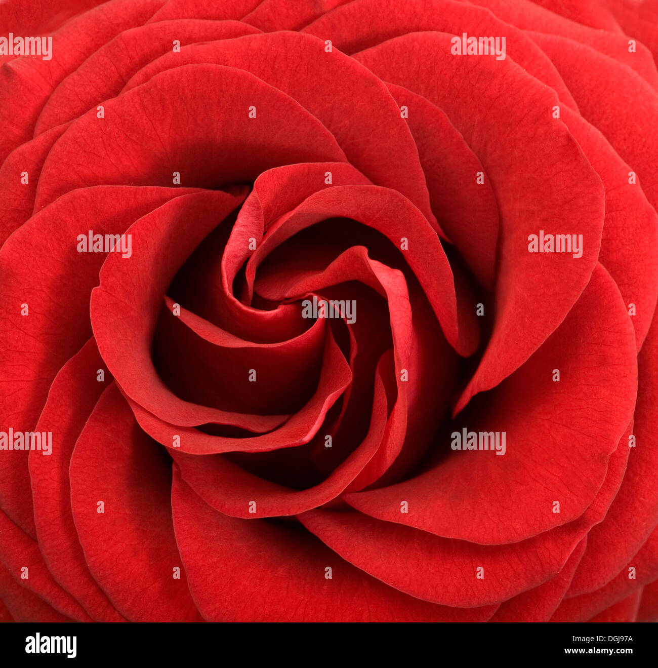 Close up of the center of a red rose flower with shallow depth of field ...