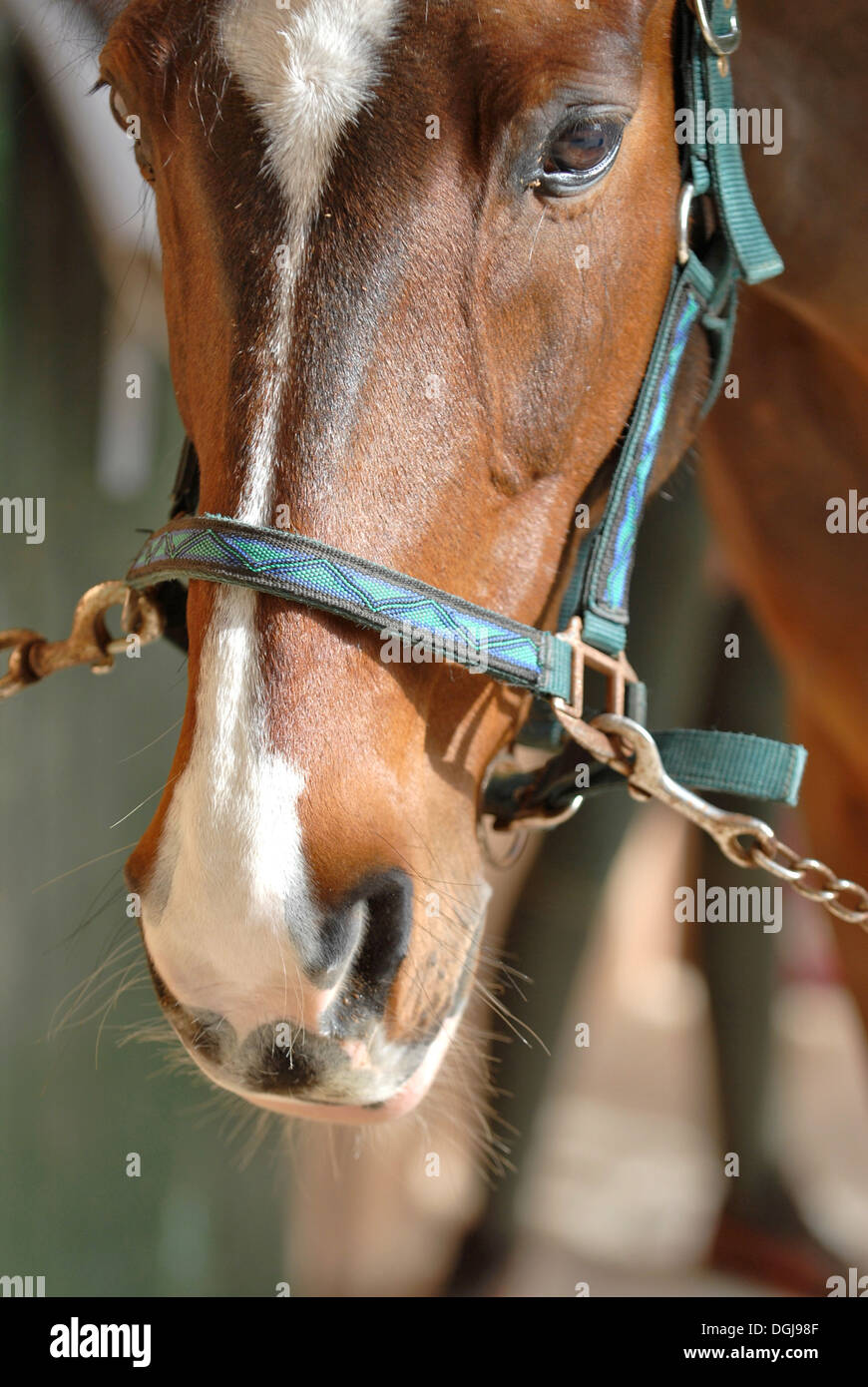 Rider mounting horse hi-res stock photography and images - Alamy