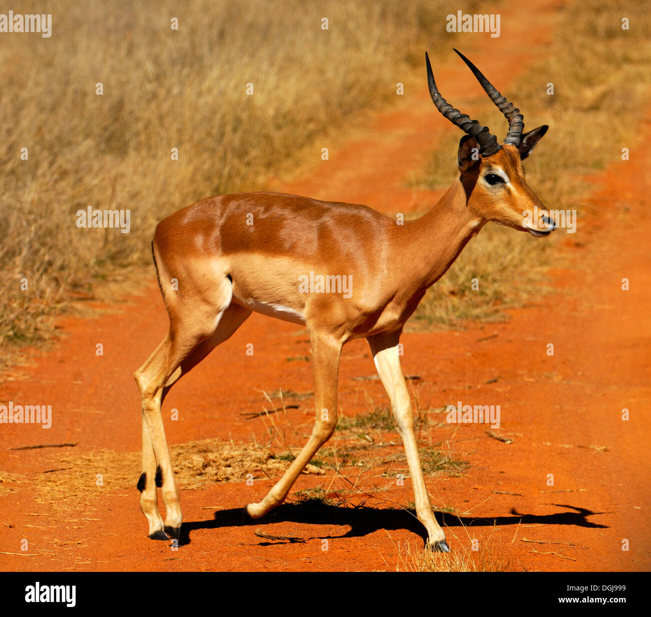 Impala (Aepyceros melampus) antelope crossing a nature trail, Africa ...