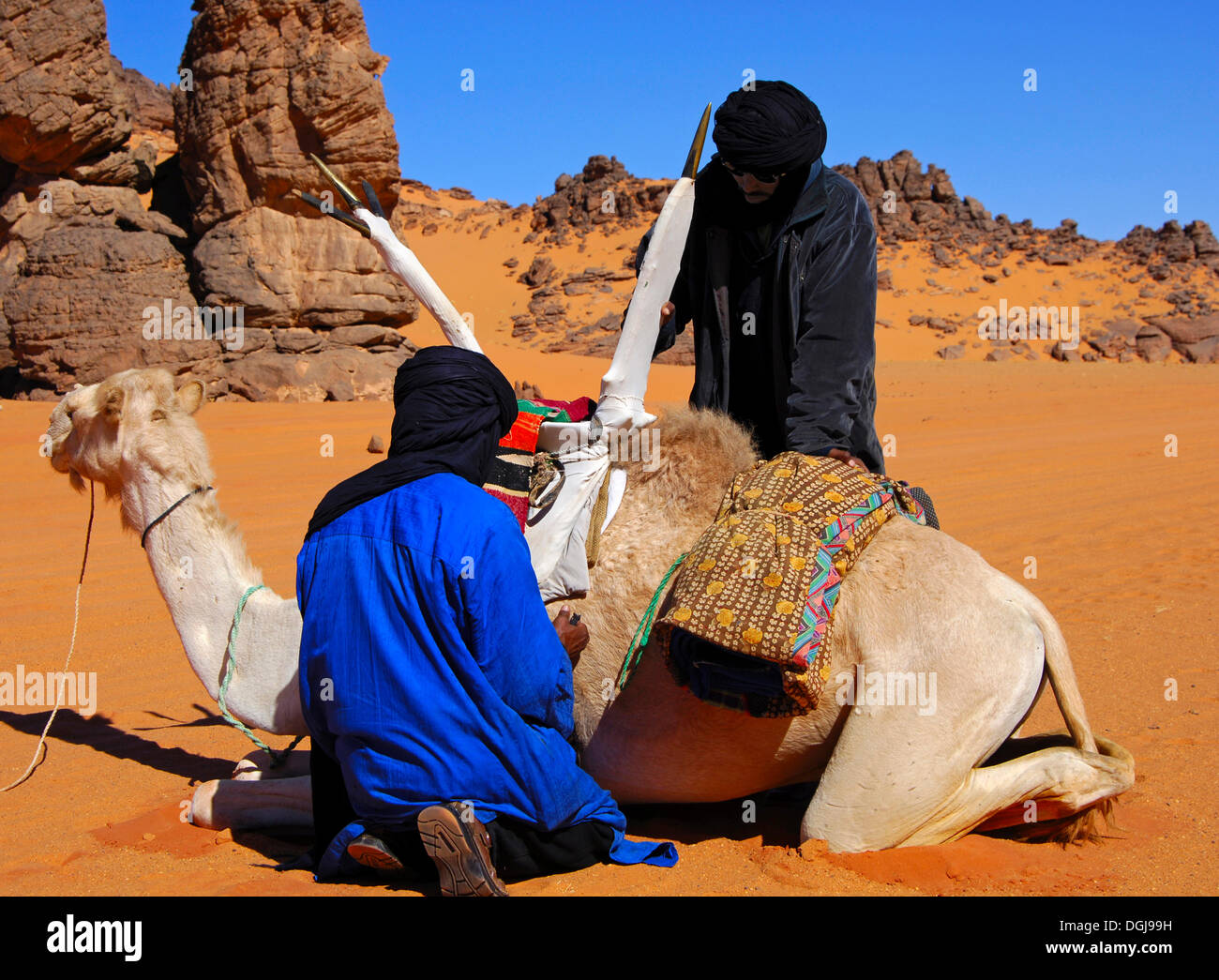 Tuareg nomads fastening a saddle onto a dromedary used for riding ...